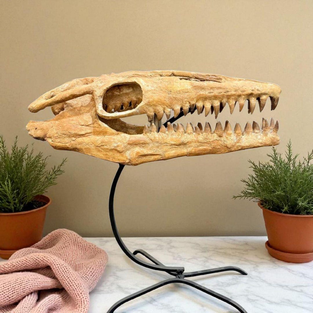 Prognathodon Mosasaur Skull Fossil 45cm (17.7 In) | Real Cretaceous ...