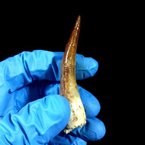 Rare Plesiosaurus Tooth Fossil - Jurassic Era - Morocco Upper ...