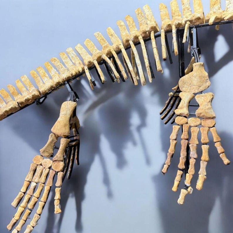 Exceptional Mosasaur Fossil Skeleton – 78-inch Dinosaur-era Marine ...