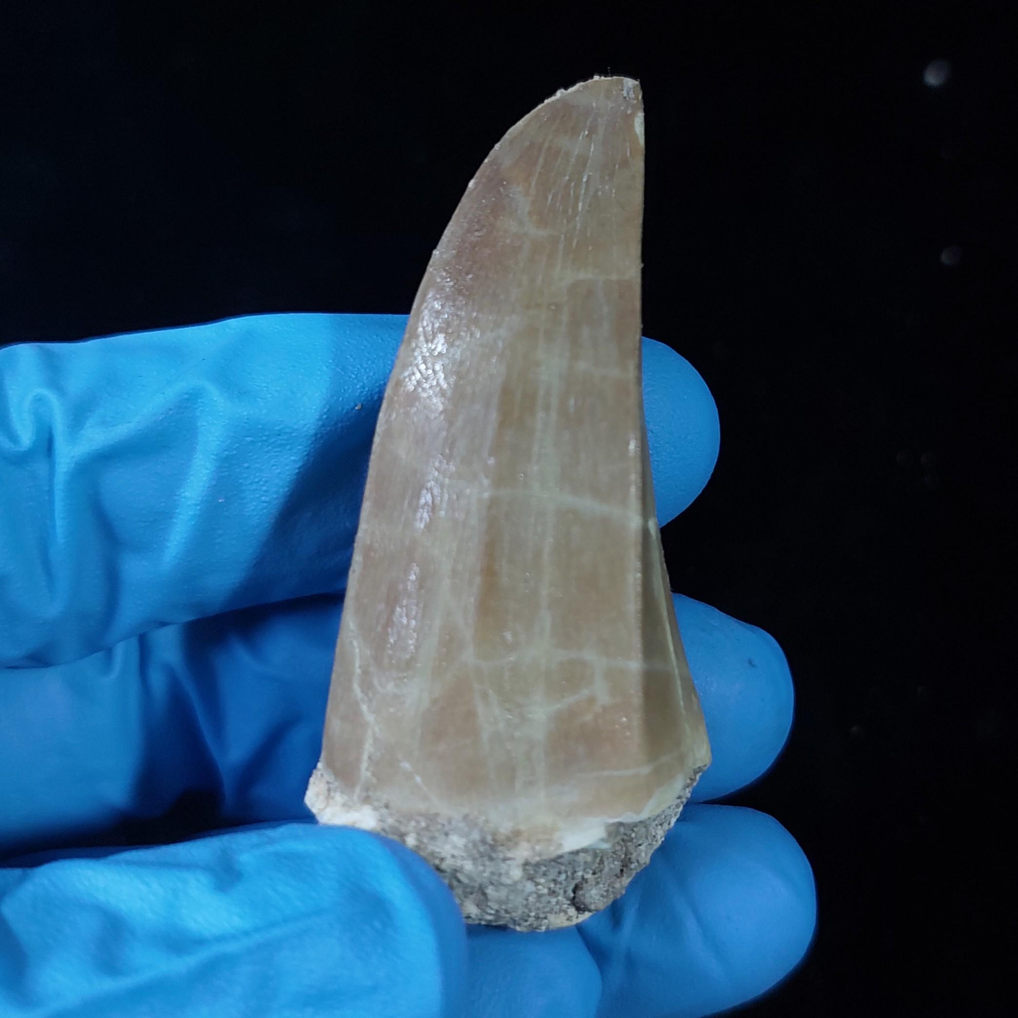 Tylosaurus Tooth: Rare Mosasaur Fossil (1.96 In) - Etsy