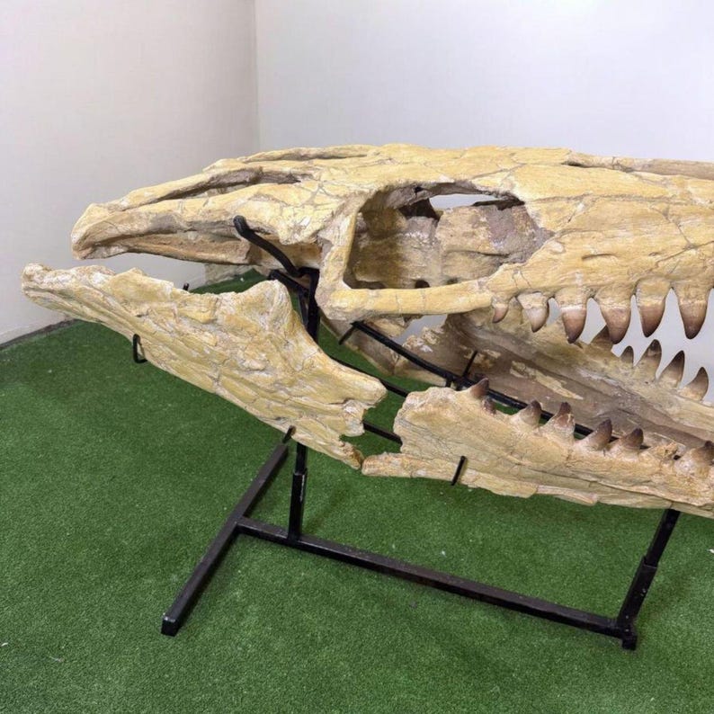 Massive Mosasaur Skull Fossil , Cretaceous Marine Reptile - 100cm ...