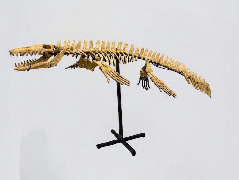 Dinosaur Era Mosasaur Fossil Skeleton – 2.2 Metres Cretaceous Marine ...