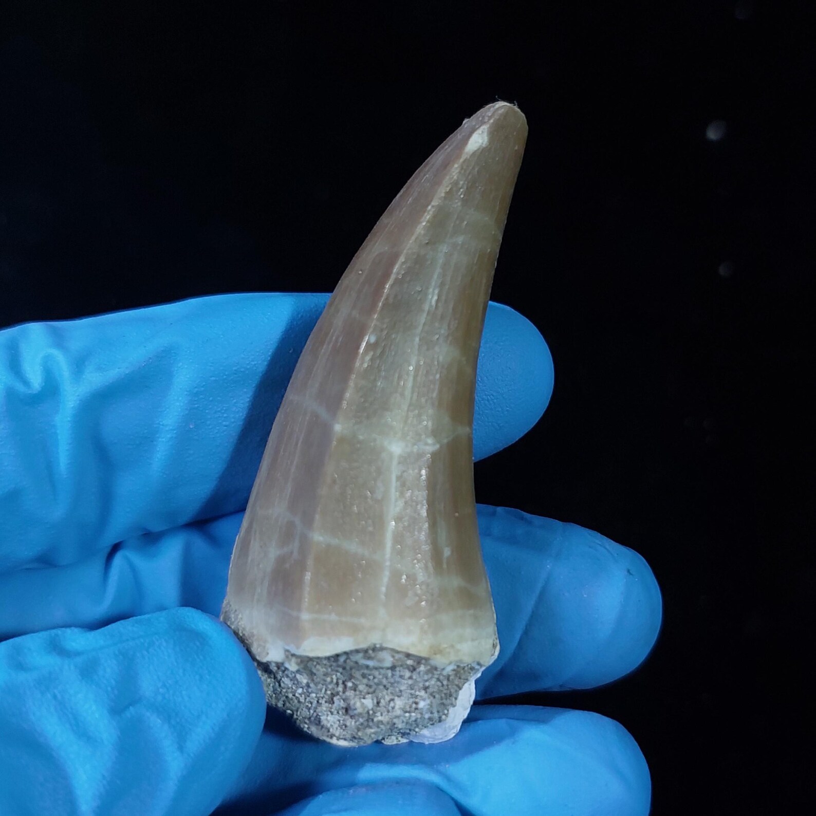 Tylosaurus Tooth: Rare Mosasaur Fossil (1.96 In) - Etsy