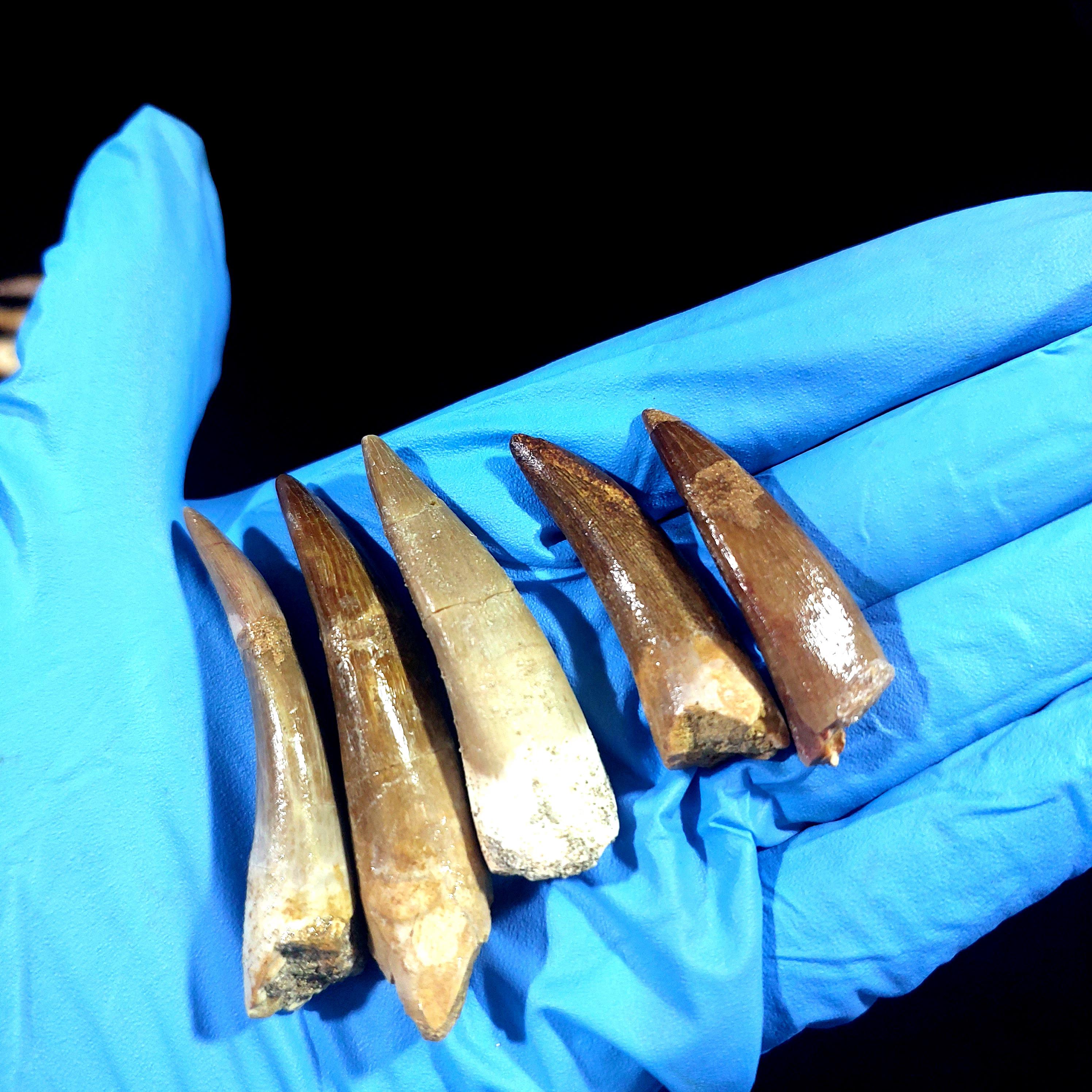 5 Authentic Plesiosaur Fossil Teeth – Zarafasaura Oceanis | Rare ...