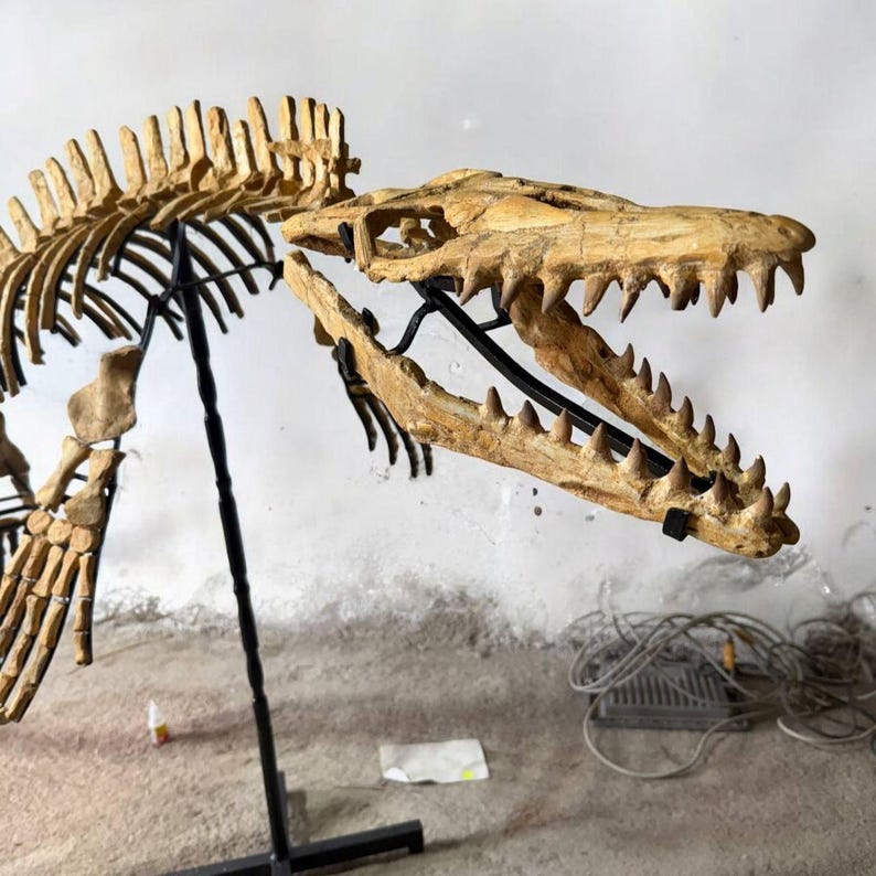 Exceptional Mosasaur Fossil Skeleton – 78-inch Dinosaur-era Marine ...