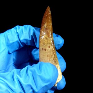 Rare Plesiosaurus Tooth Fossil - Jurassic Era - Morocco Upper ...