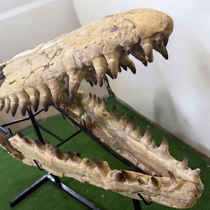 Massive Mosasaur Skull Fossil , Cretaceous Marine Reptile - 100cm ...