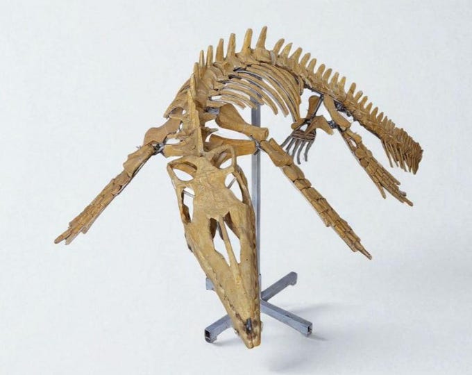 Mosasaur Skeleton Fossil - 78 IN – Cretaceous Dinosaur Reptile – Rare ...