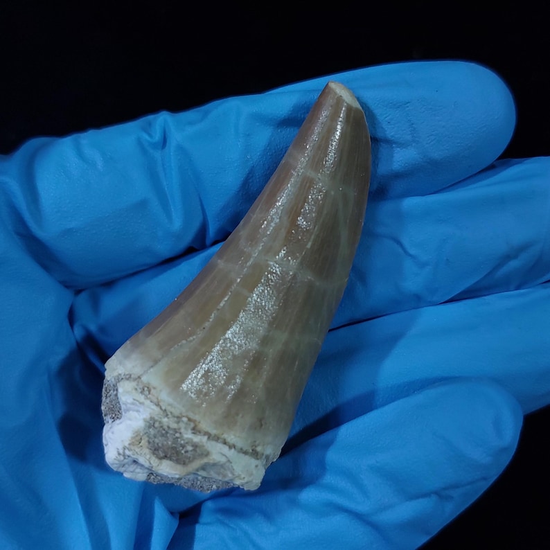 Tylosaurus Tooth: Rare Mosasaur Fossil (1.96 In) - Etsy