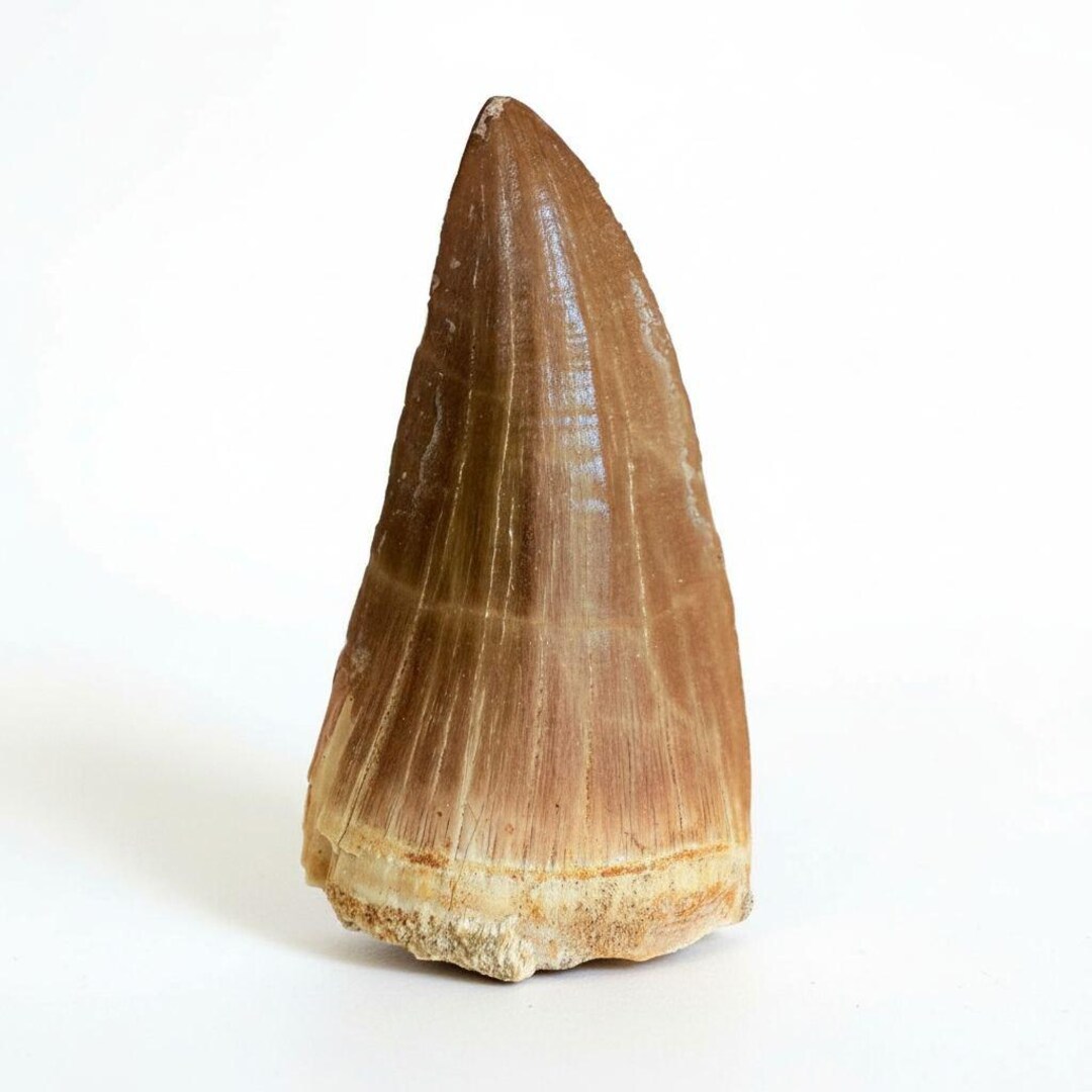 Authentic Dinosaur Tooth Mosasaur Fossil Cretaceous Marine Reptile ...