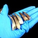 5 Authentic Plesiosaur Fossil Teeth – Zarafasaura Oceanis | Rare ...