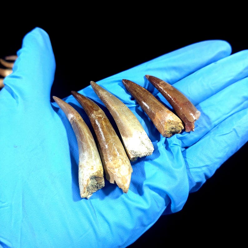 5 Authentic Plesiosaur Fossil Teeth – Zarafasaura Oceanis | Rare Cretaceous Marine Reptile ...