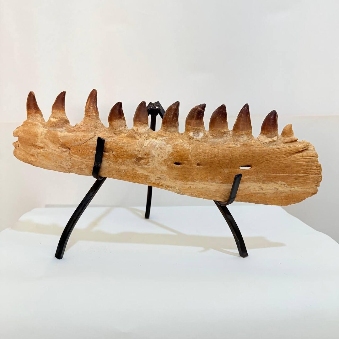 Fossilized Mosasaurus Jaw – Authentic Cretaceous Marine Reptile ...