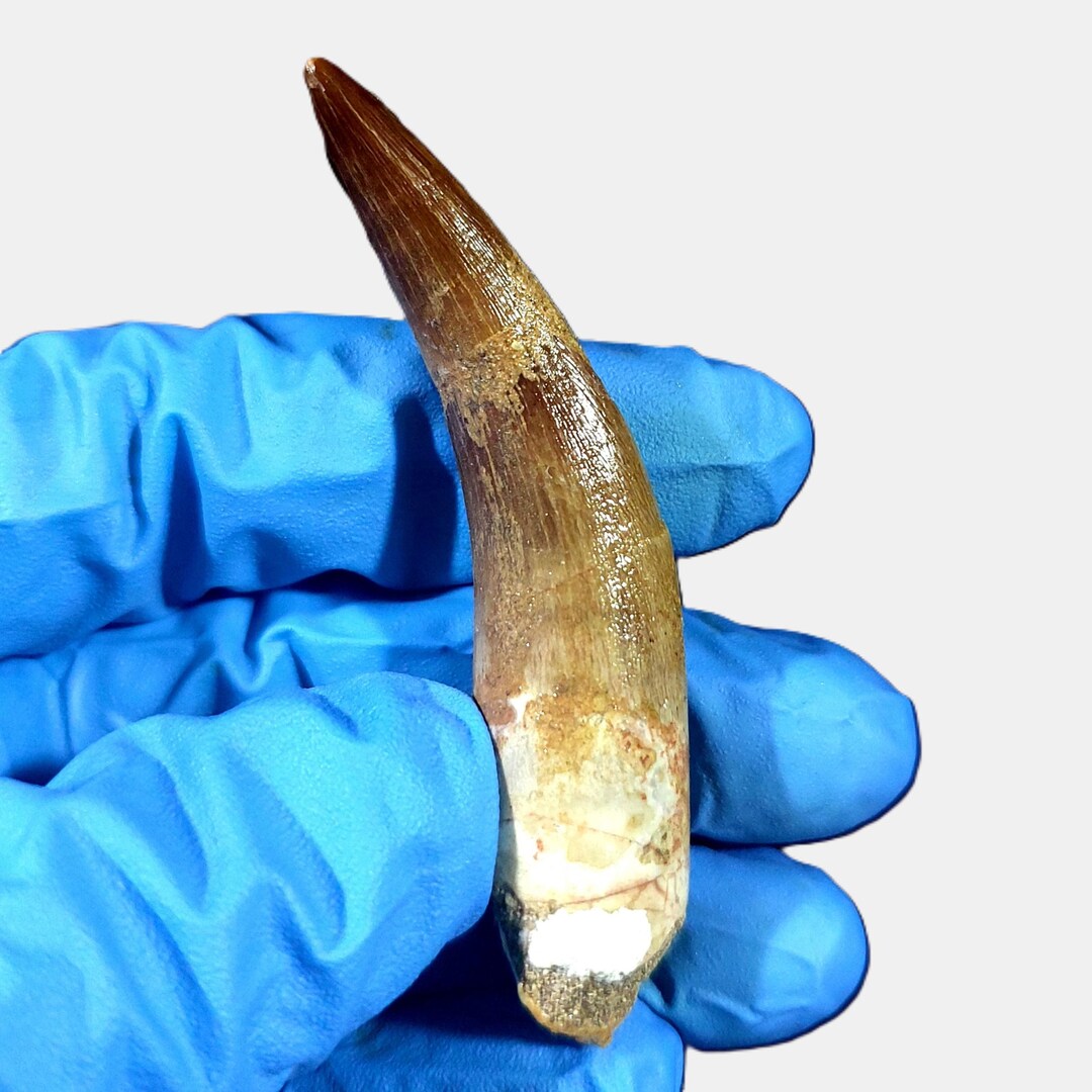 Rare Plesiosaurus Tooth Fossil - Jurassic Era - Morocco Upper ...