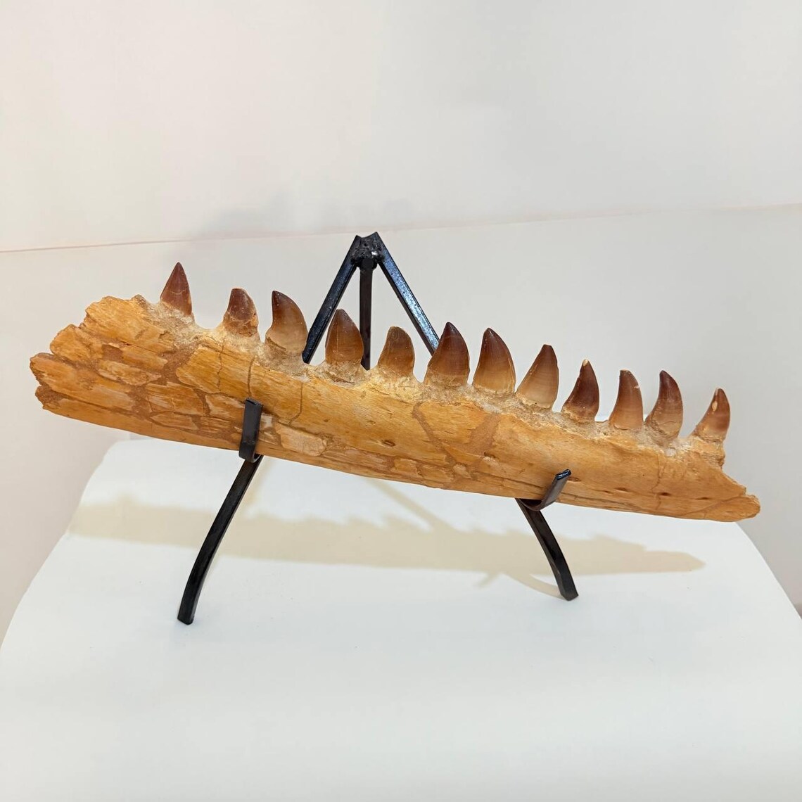 Mosasaurus Jaw Fossil: Authentic Cretaceous Marine Predator From ...