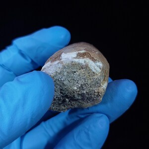 ORIGINAL Mosasaurus Water Dinosaur Tooth- AUTHENTIC Fossilized Mosasaur ...