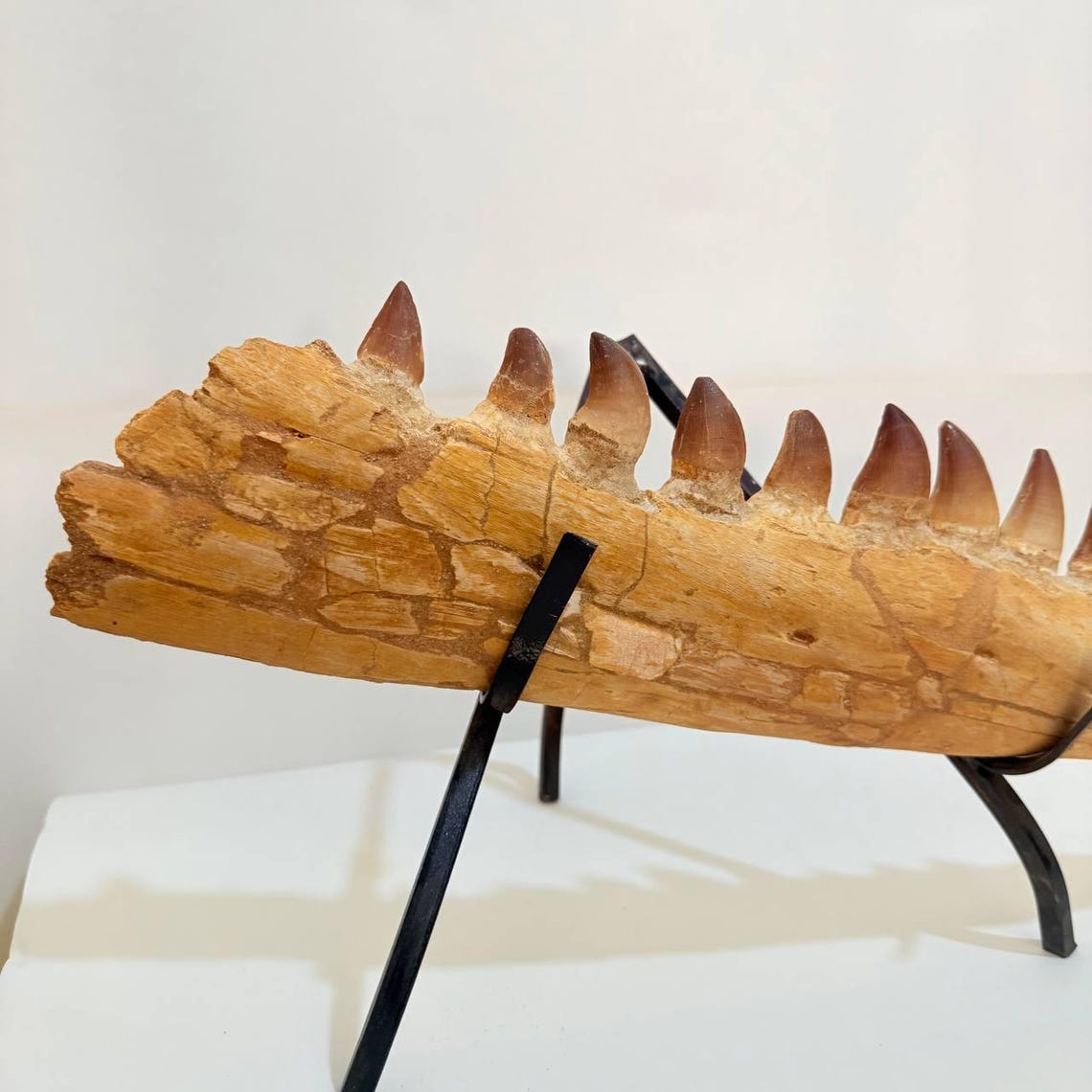 Mosasaurus Jaw Fossil: Authentic Cretaceous Marine Predator From ...
