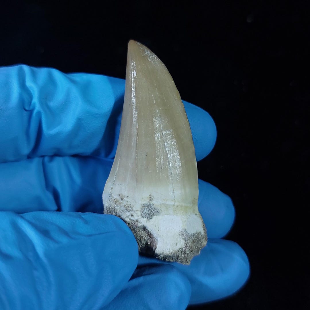 Top Rare Mosasaurus Hoffmanni Tooth Original Fossilized Dino Teeth - Etsy