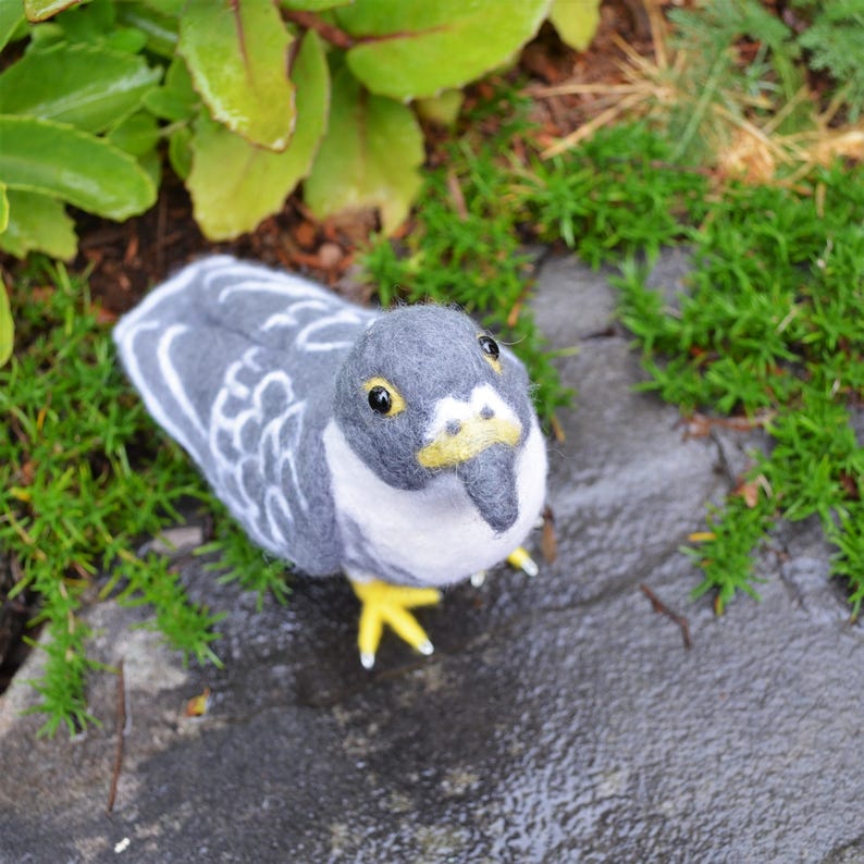 Mr. Peregrine Falcon Needle Felted Bird Raptor Sculpture - Etsy