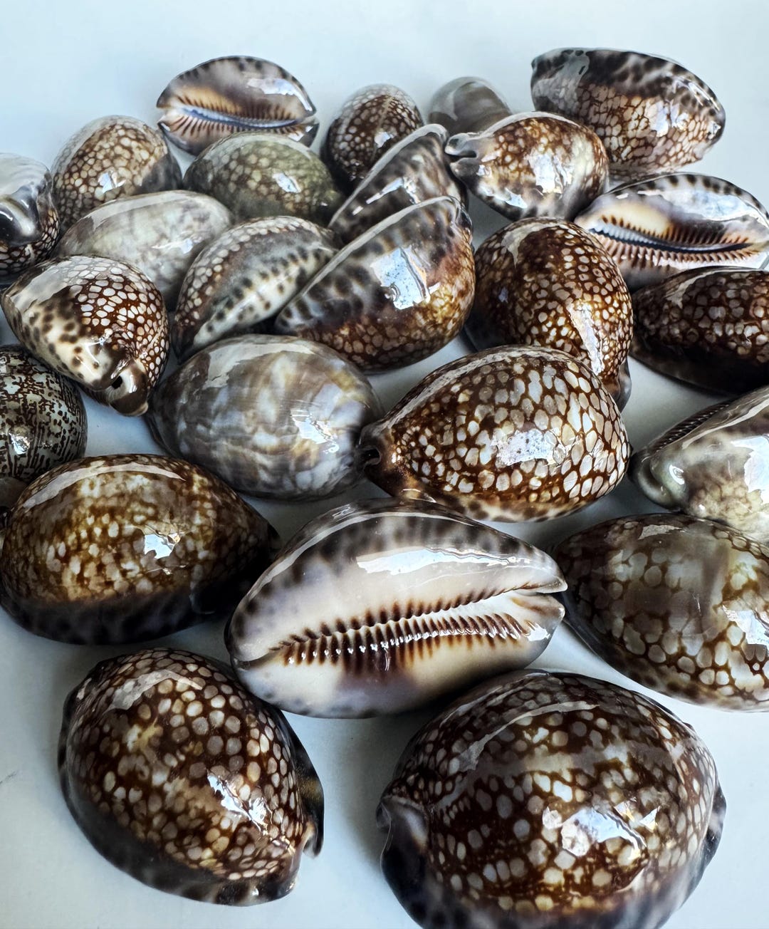 Snakehead Cowrie Shells, Sizes Range Between 2"-3" - Etsy