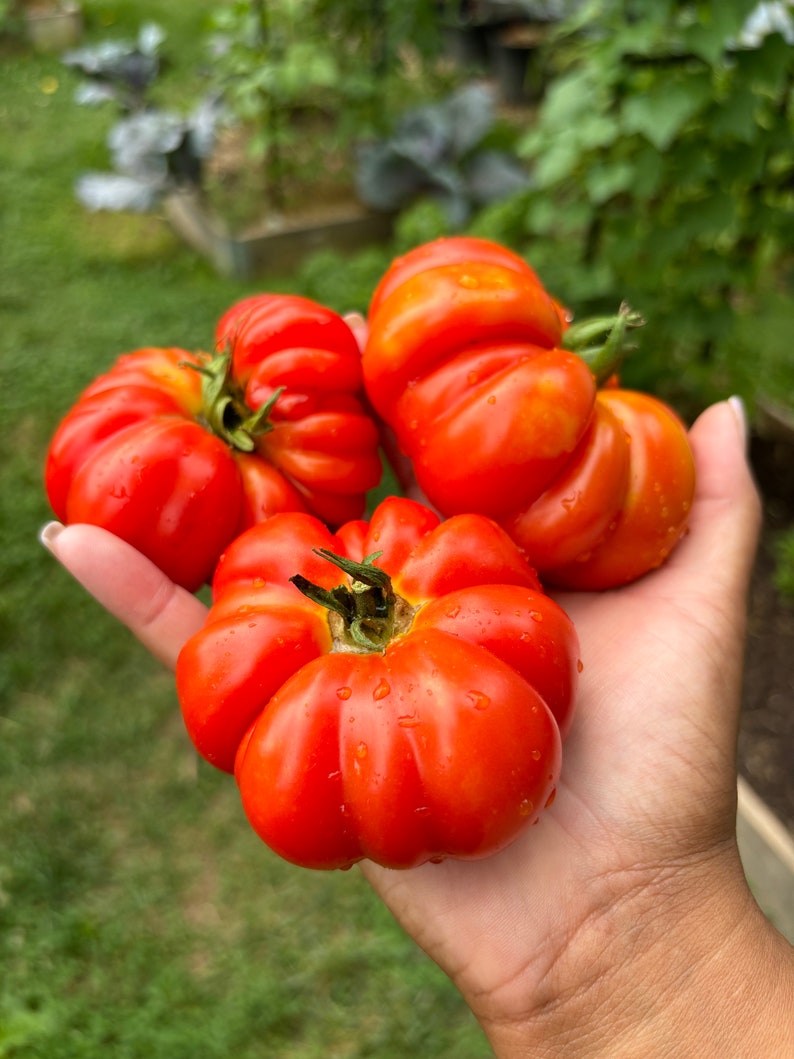 20 Pisanello Tomato Seeds- Heirloom- Organic - OP - Etsy