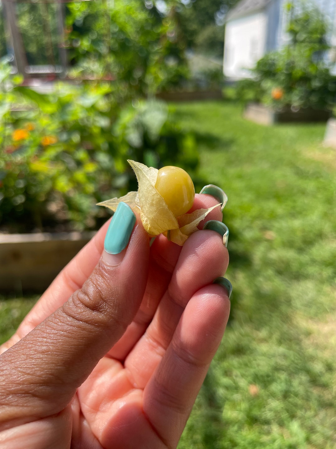20 Pineapple Tomatillo Seeds - Ground Cherry - Goldie Husk Cherry -aunt ...