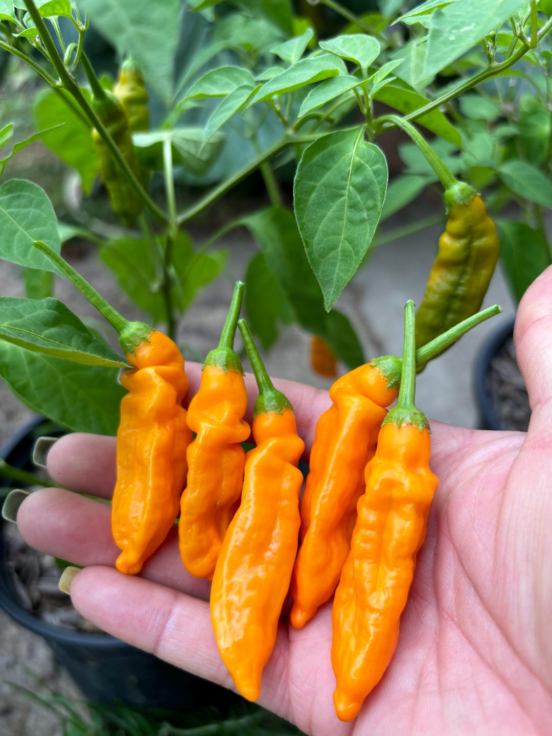 10 Aji Mango Pepper Seeds - Organic - Etsy