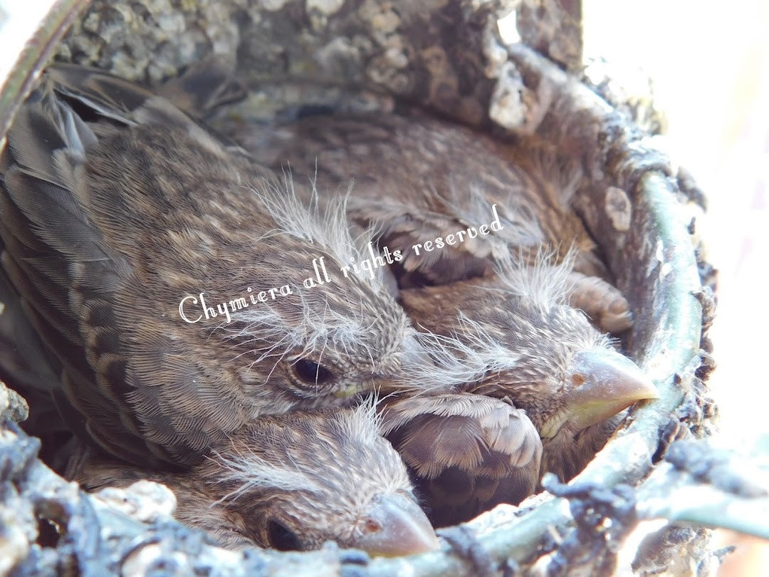 Baby Birds Nesting, Photography Digital File Download. Tree With Moss ...