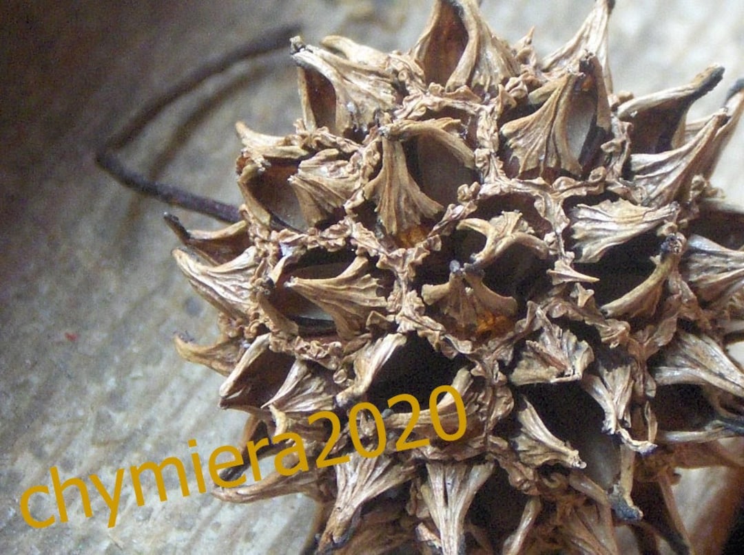 Witch's Burr. Photography Digital Download. Sweet Gum. Witch Burr ,seed ...