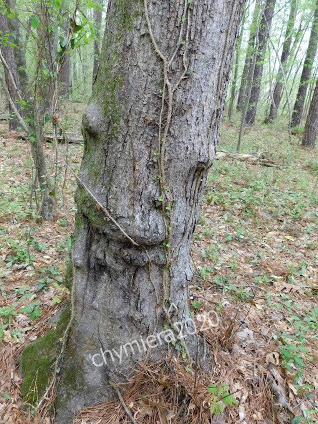 Happy Tree. Photography Digital Download. Smiling Happy Tree Picture ...