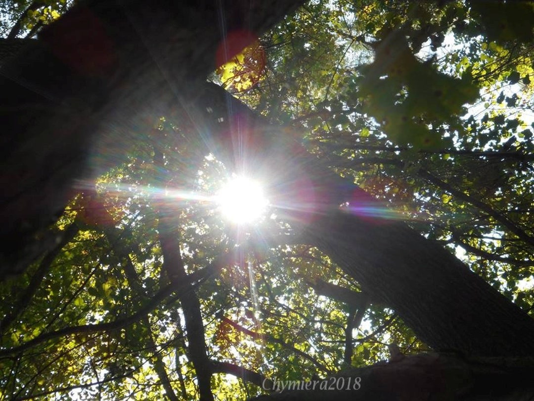 The All Seeing Eye. Photography Digital Download Sky Photography. Tree ...