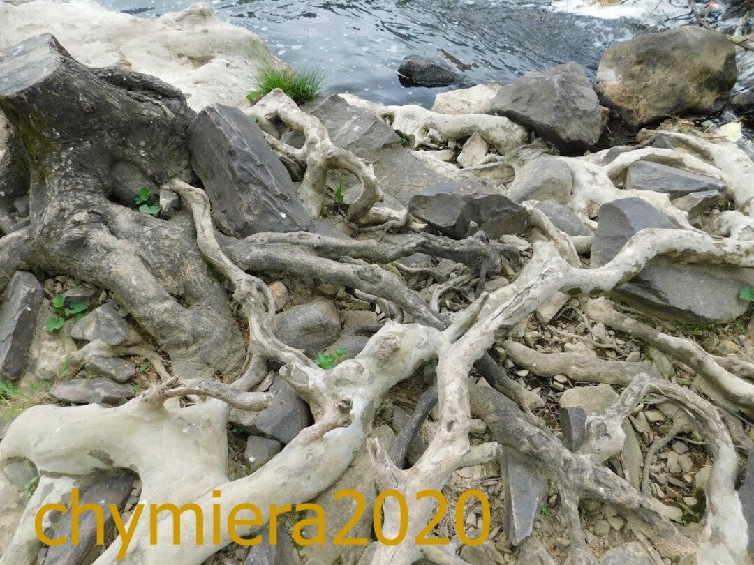 Gravelroot. Photography Digital Download. Tree Roots, Rocks, & Water ...