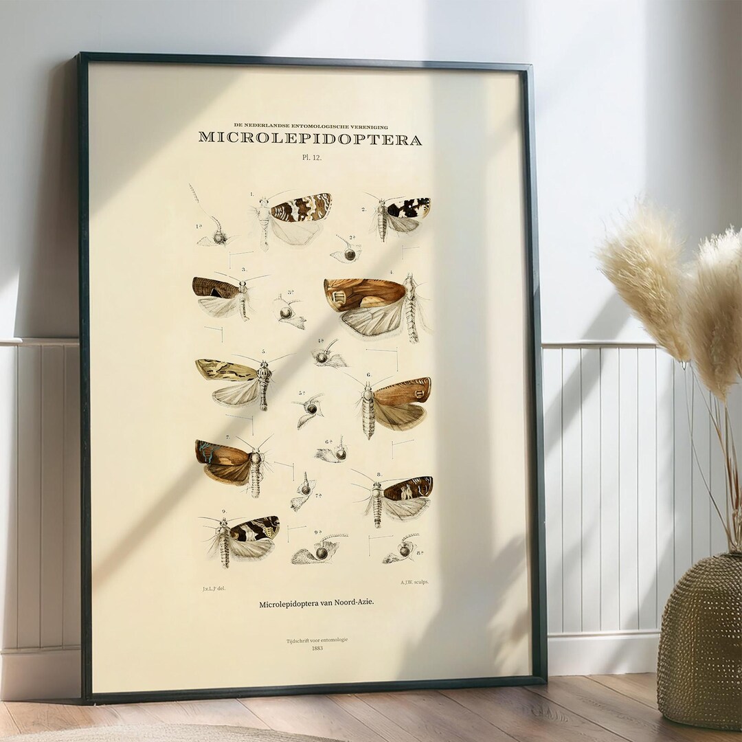 Fascinating Moths Poster Vintage Insect Illustration, 19th Century ...