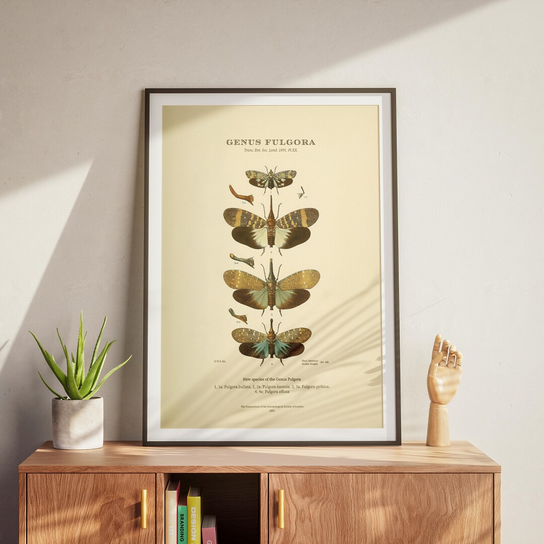 Vintage Lanternfly Poster Insect Poster, Butterfly Wall Art, Vintage ...