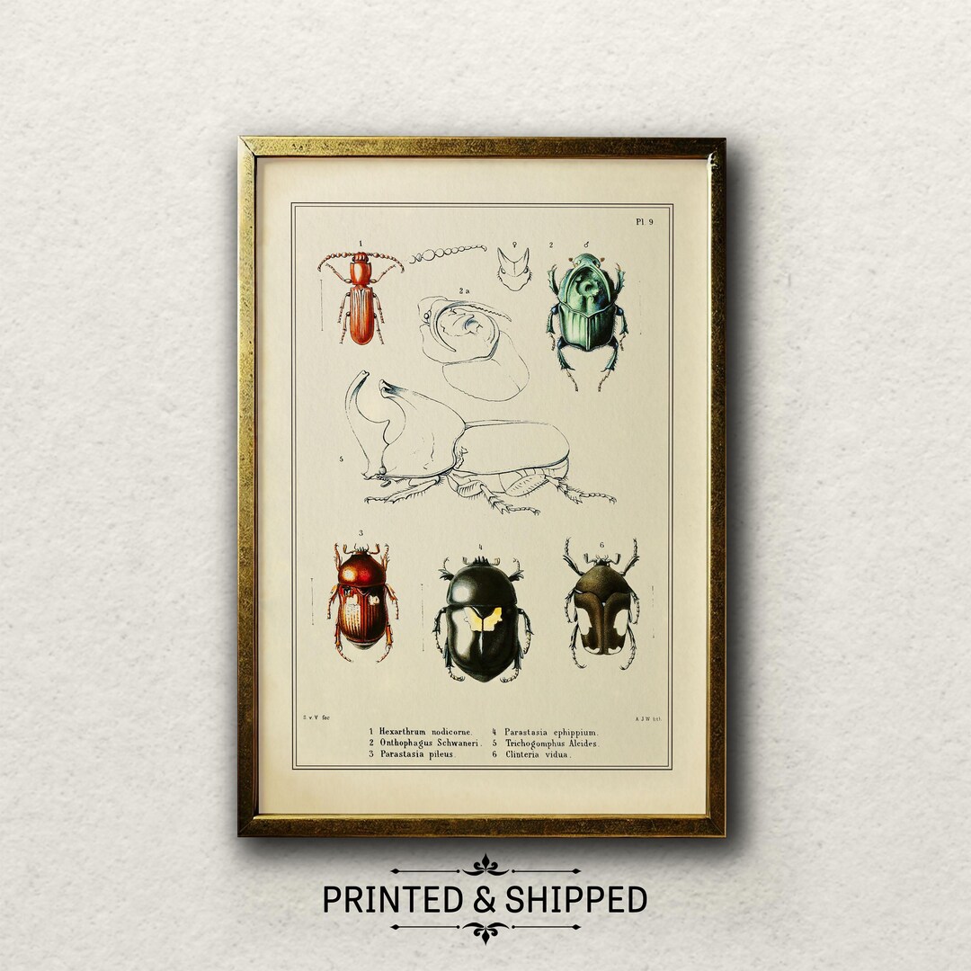 Coleoptera Beetle Wall Art Print, Vintage Scientific Illustration ...