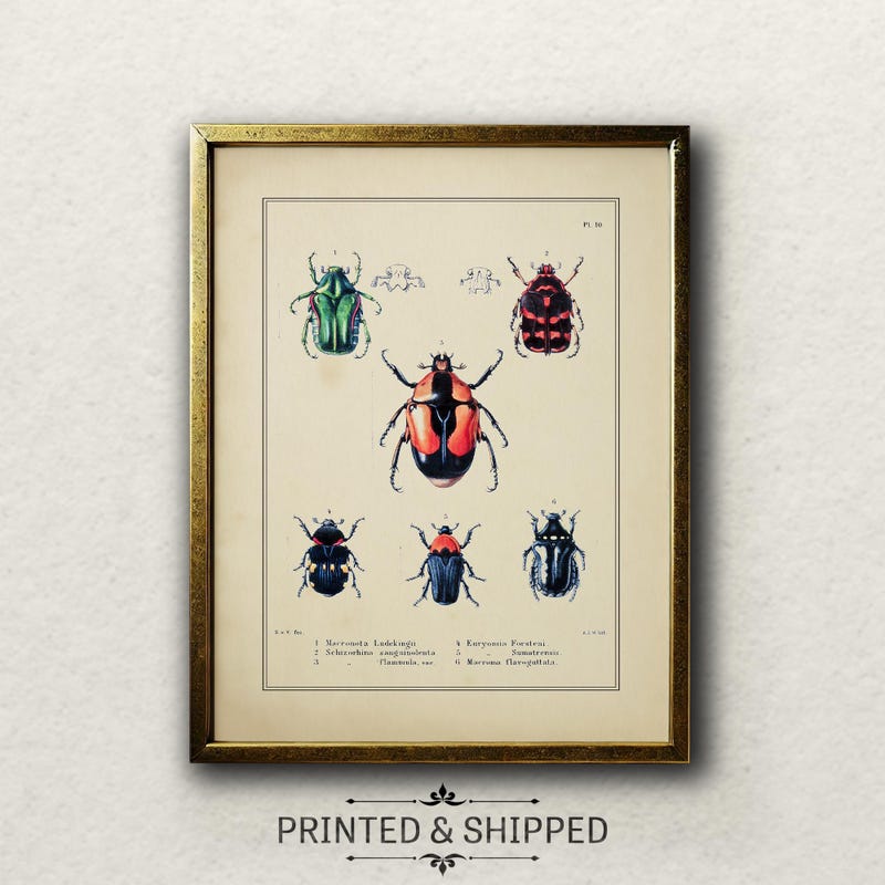 Scientific Illustrations - Etsy