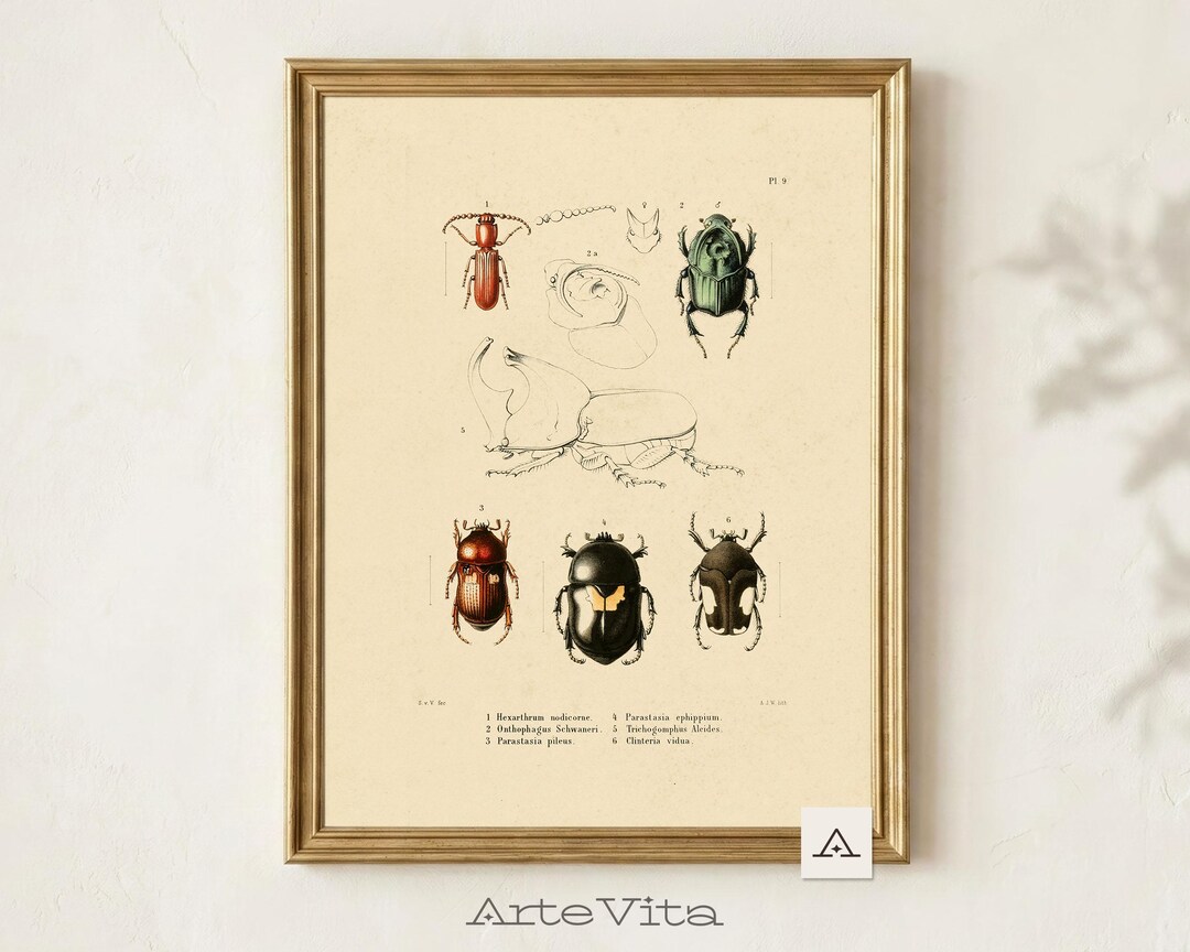Coleoptera Beetle Wall Art, Vintage Scientific Drawing, Entomology ...