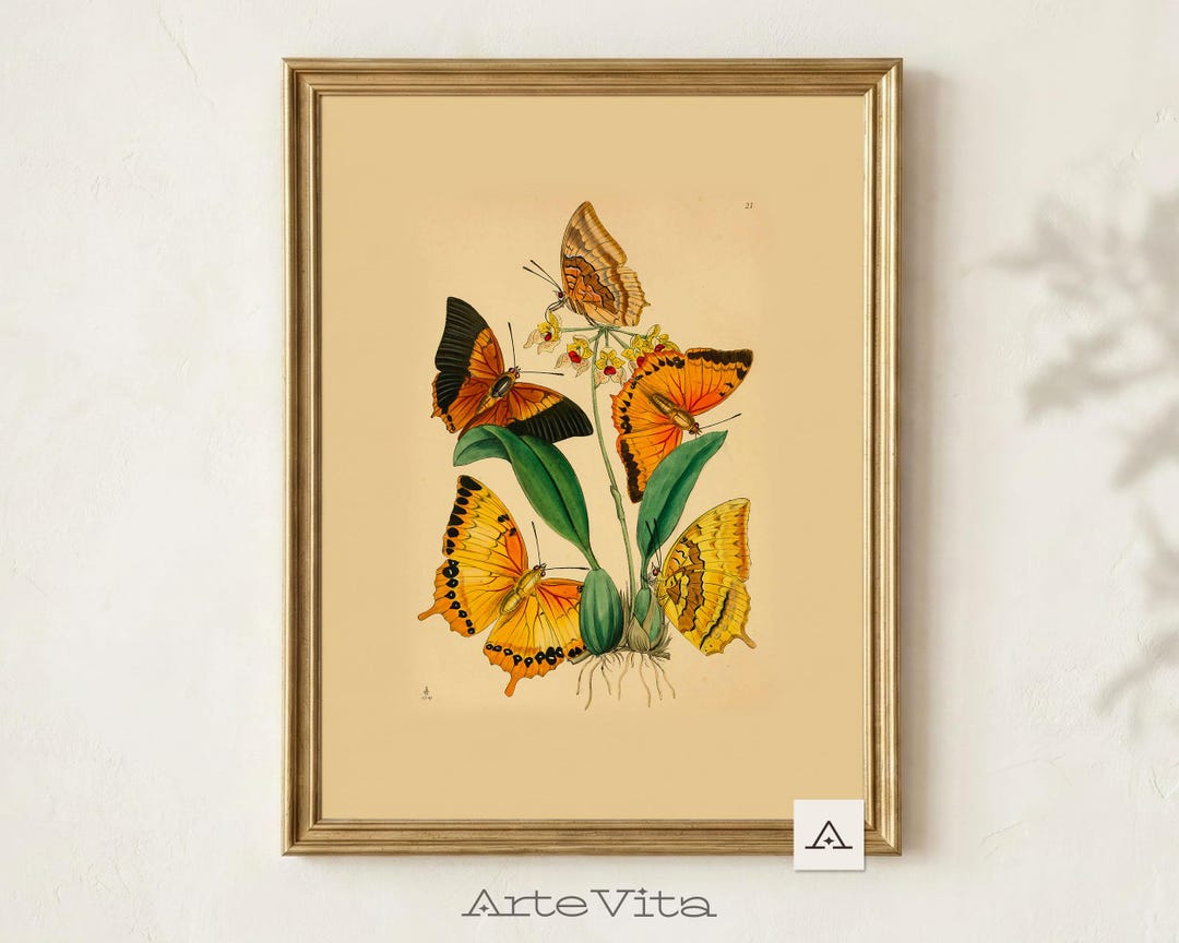 Lepidoptera Illustration, Vintage Butterfly Scientific Wall Art ...