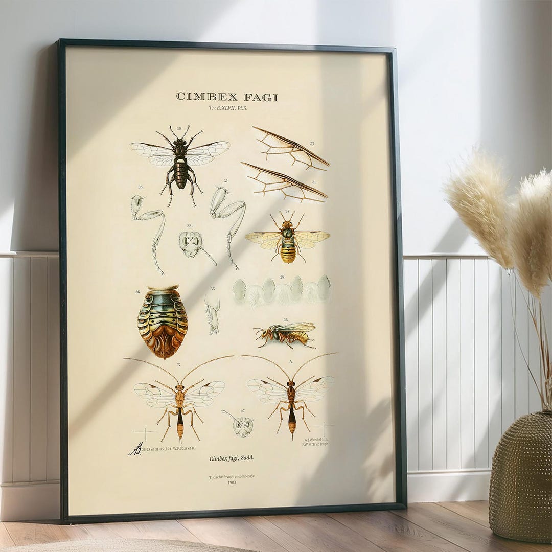 Vintage Insect Poster Sawflies Illustration Scientific Drawing Wall Art ...