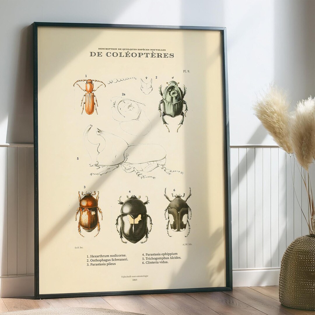 Vintage Scarab Beetles Poster, Insect Poster, Beetle Wall Art, Vintage ...