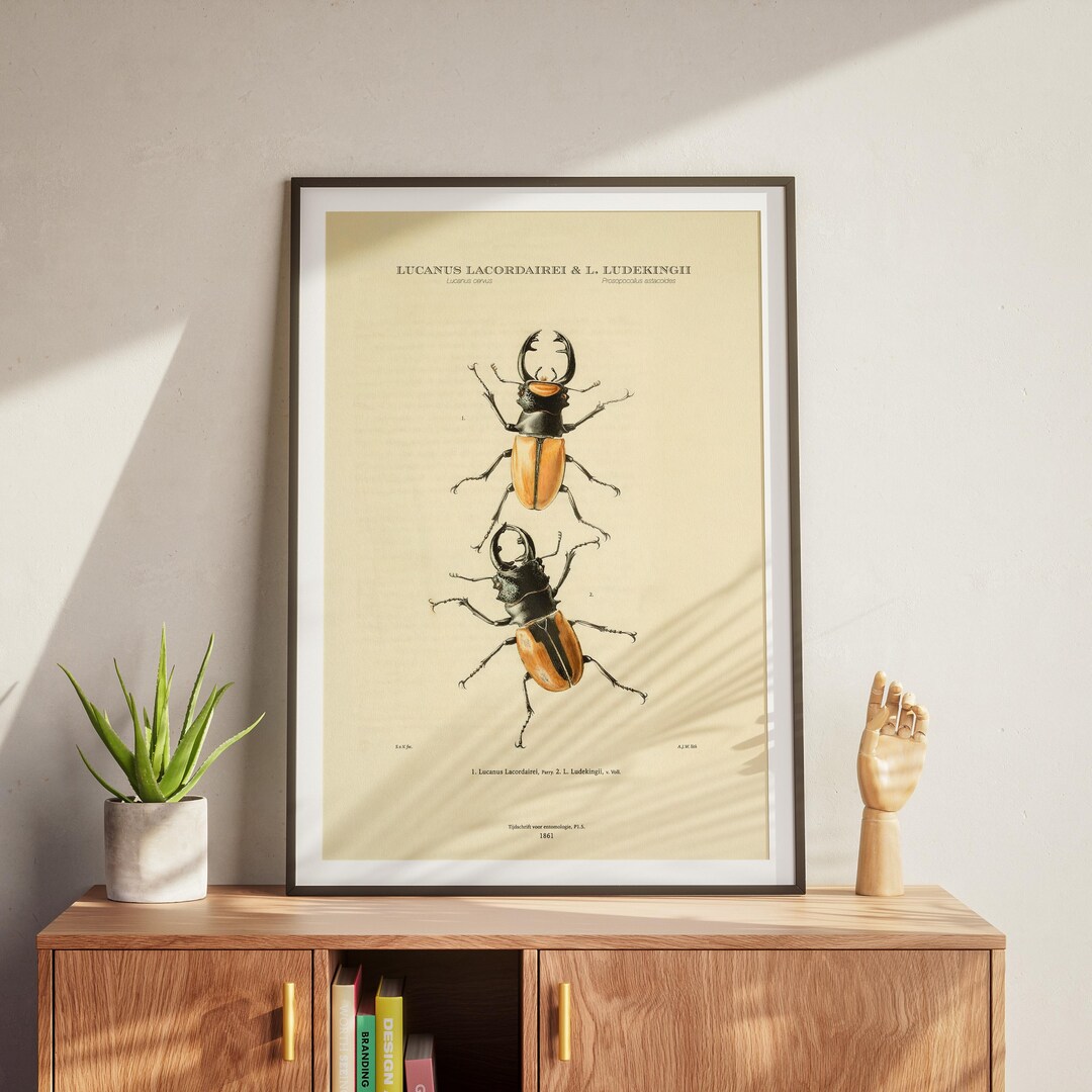 Vintage Stag Beetle Poster, Insect Poster, Beetle Wall Art, Vintage ...