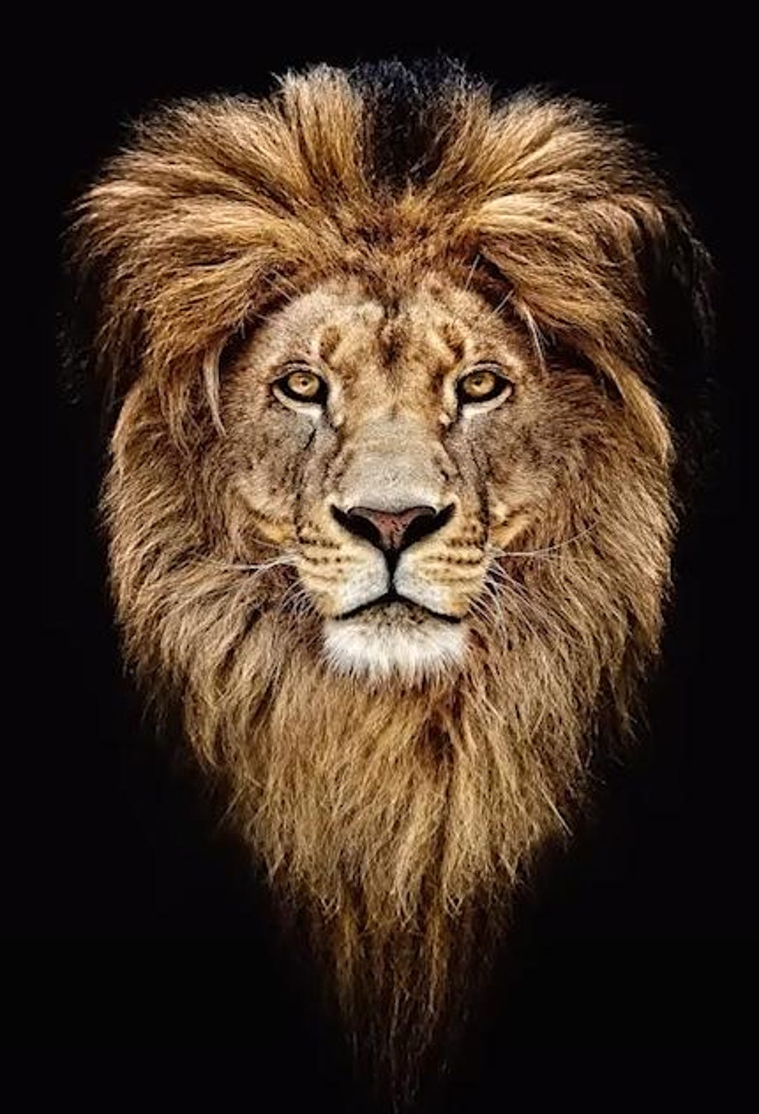 Multilayer Stencil Leon 5 Layers Cricut Files Spray Paint, Multilayer ...