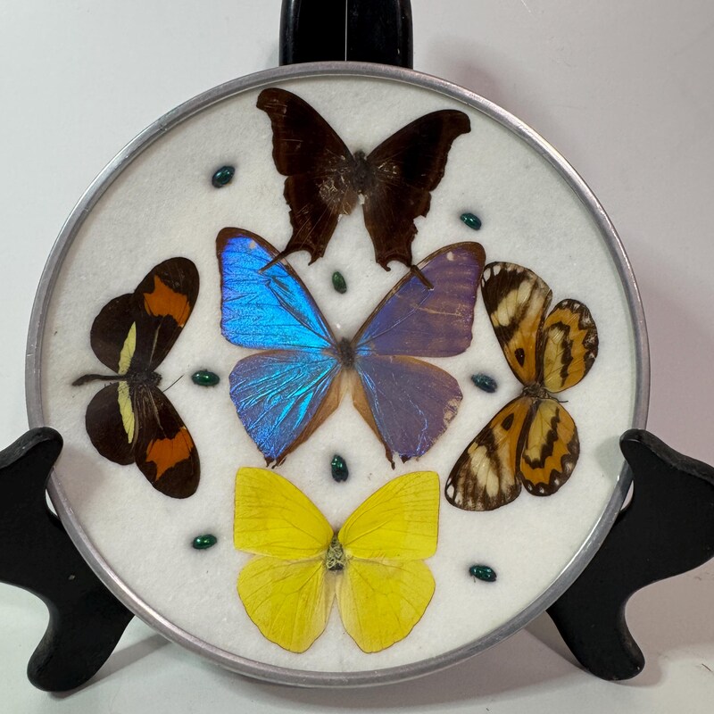 Butterfly Display - Etsy