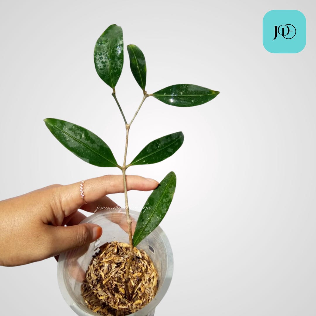 Hoya Amicabilis Unique Tropical Plant - Etsy