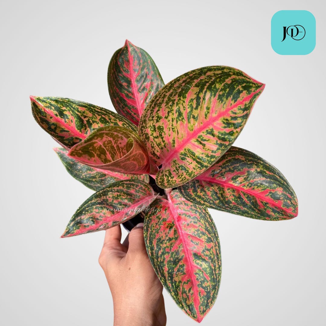 Aglaonema Widuri Unique Foliage Plant - Etsy Canada