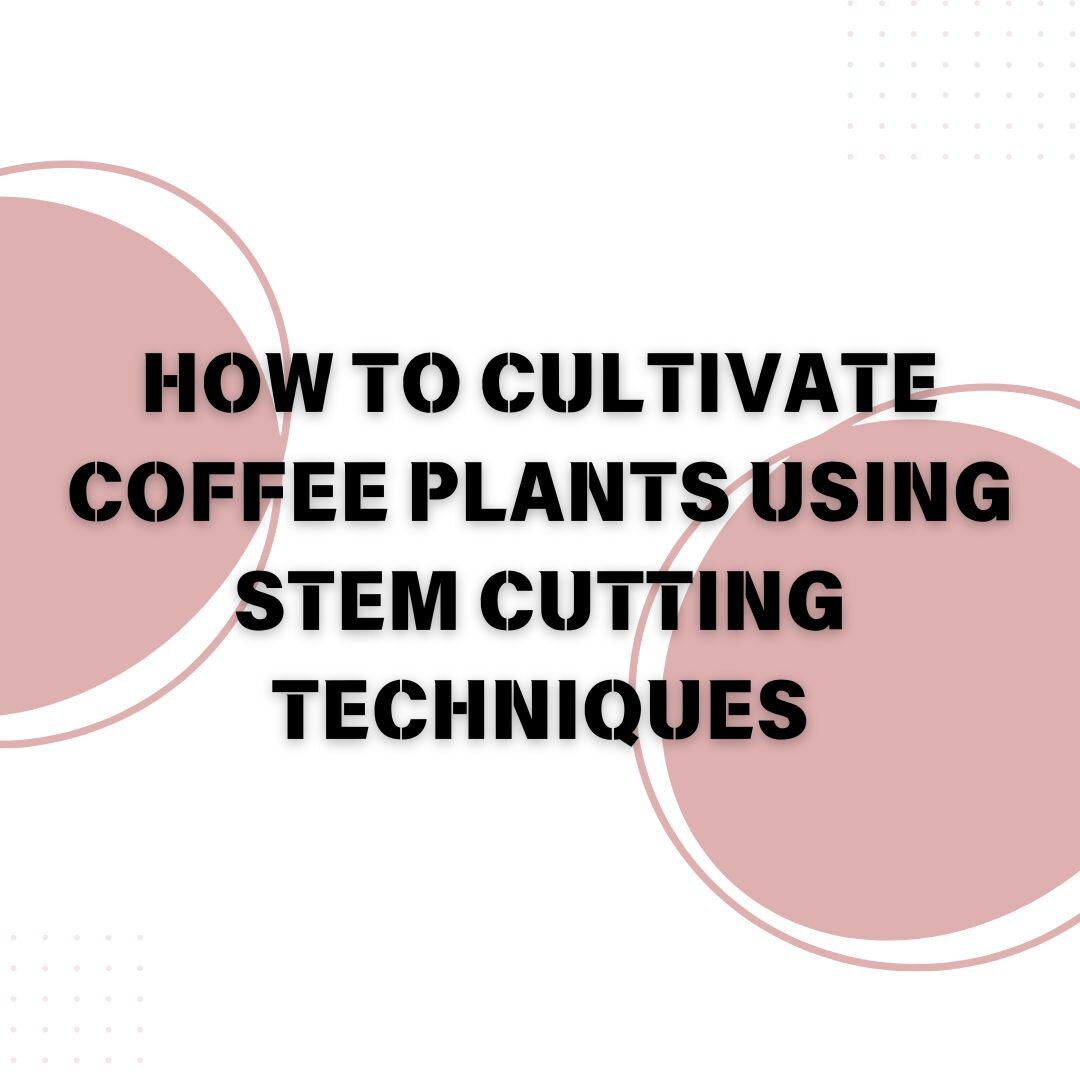 How to Cultivate Coffee Tree Using Stem Cutting Techniques - Etsy