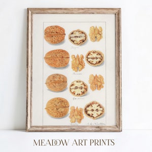 Printable Walnut Art Print Digital Download Kitchen Wall Decor | B-83 ...