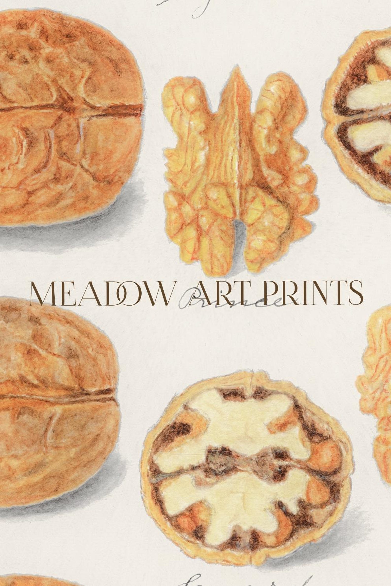 Printable Walnut Art Print Digital Download Kitchen Wall Decor | B-83 ...