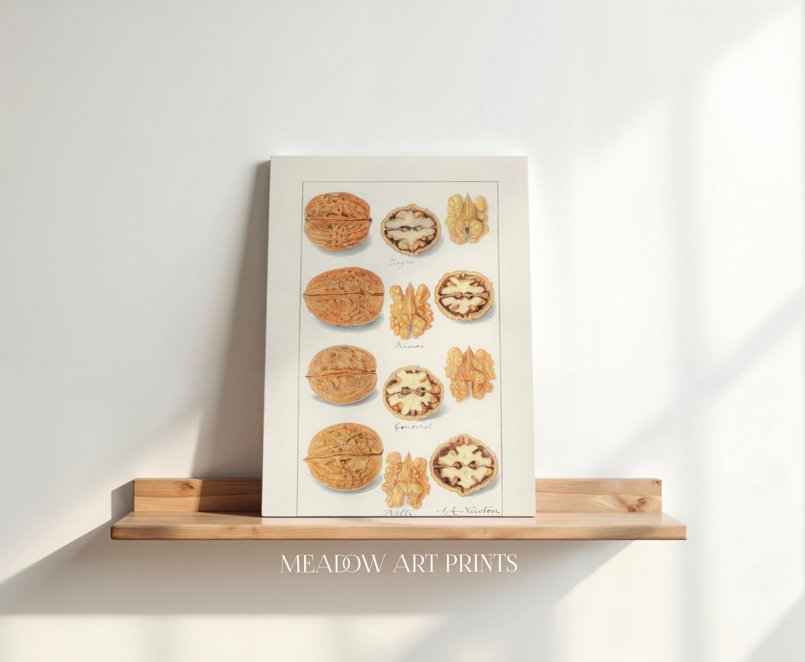 Printable Walnut Art Print Digital Download Kitchen Wall Decor | B-83 ...