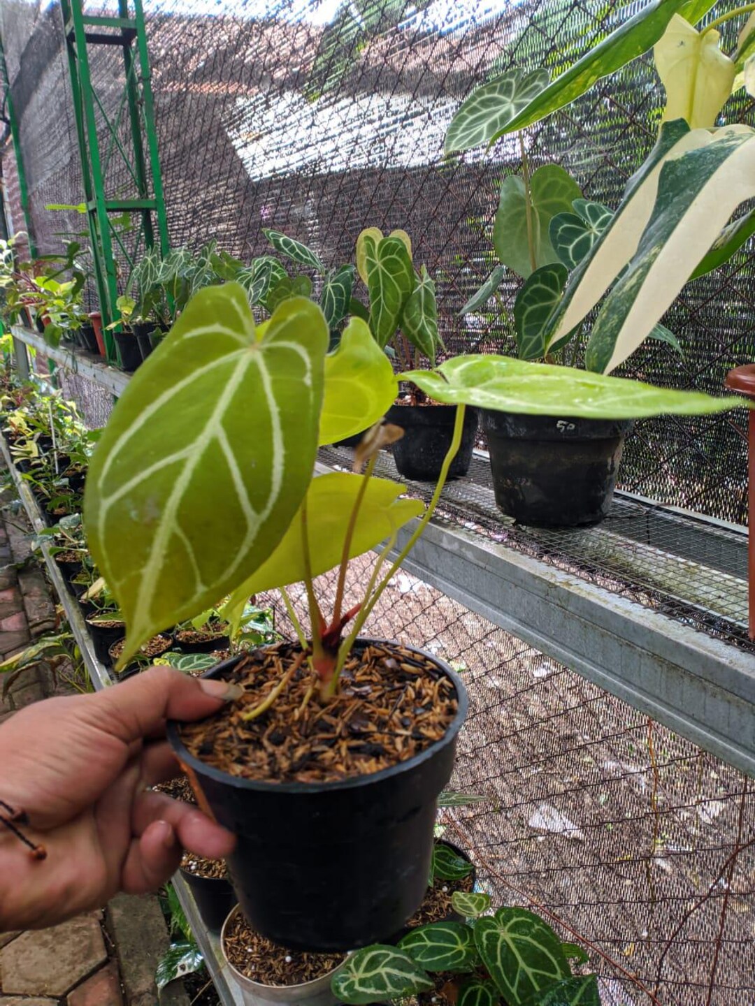 Anthurium Dorayaki Golden Very Beautiful Leaves Plant Houseplants Free ...